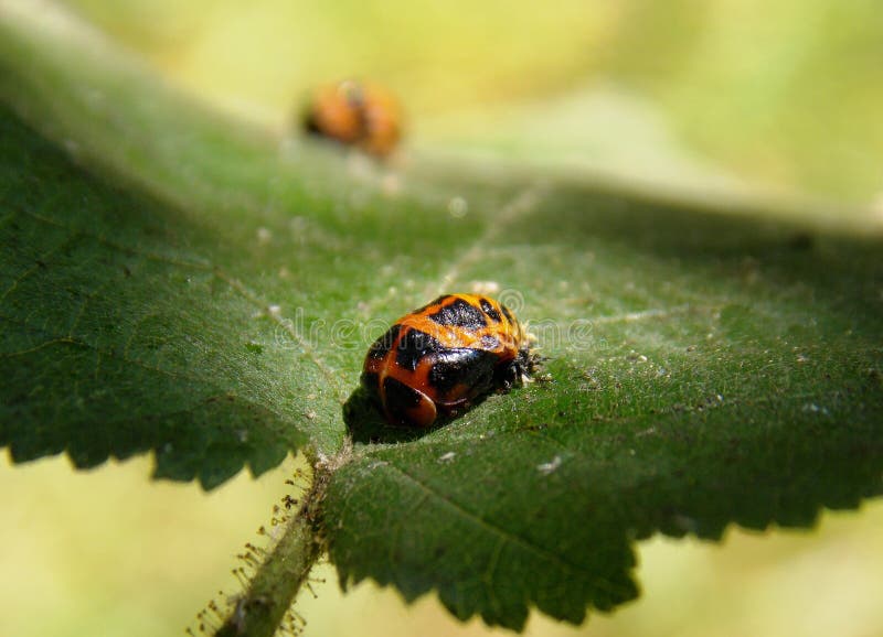 Insectos en la lista foto de archivo. Imagen de insectos - 118100314