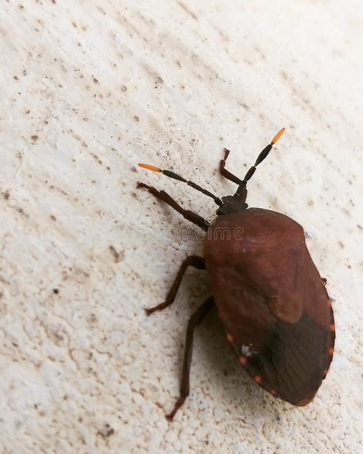 Insectos en la pared imagen de archivo. Imagen de polilla - 197441001