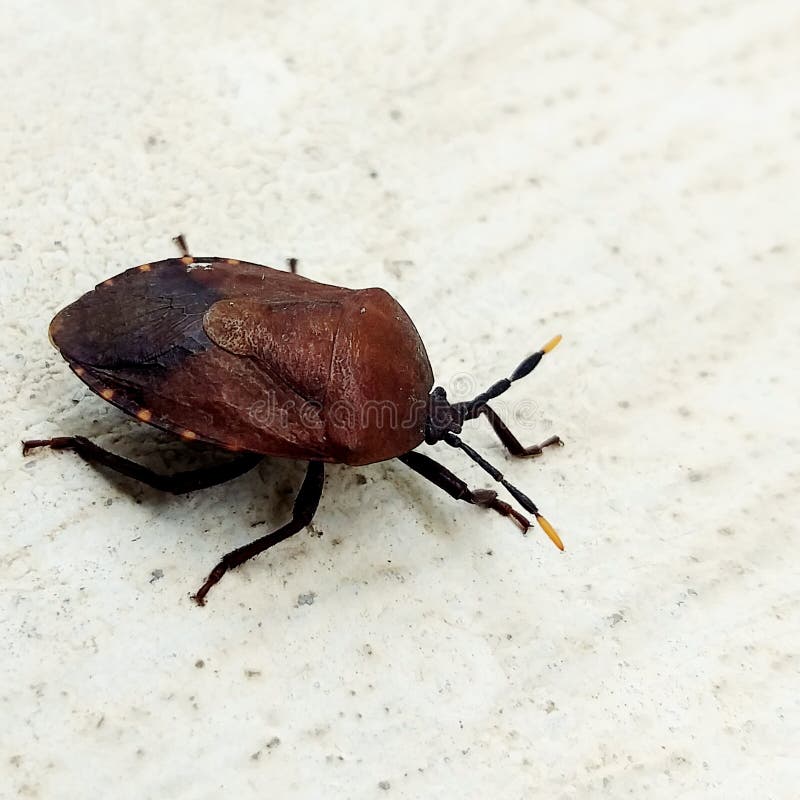 Insectos en la pared foto de archivo. Imagen de insecto - 197441014