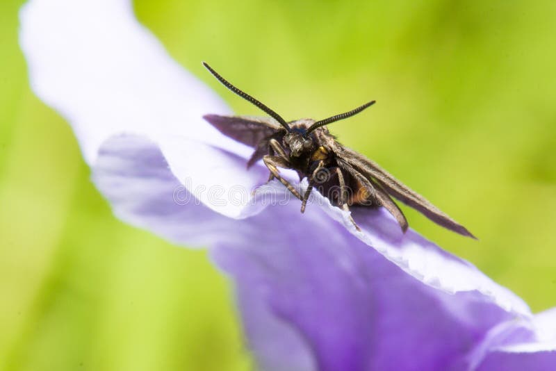 Insectos en las flores foto de archivo. Imagen de insectos - 136669210