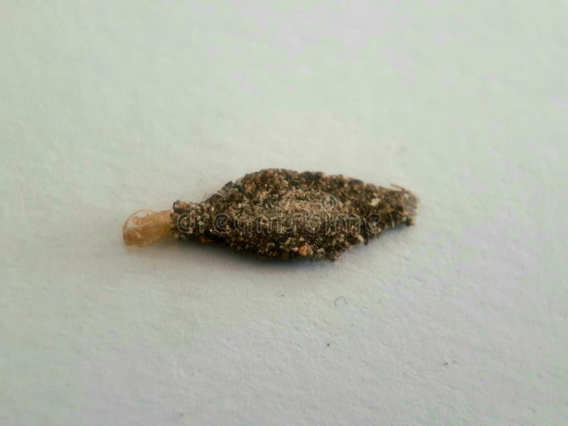 Insectos en un capullo imagen de archivo. Imagen de suelo - 235923411