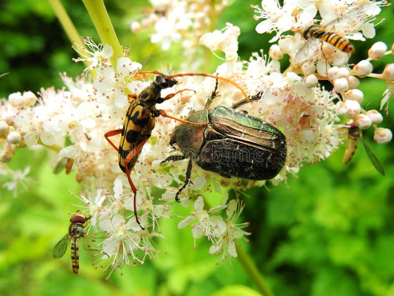 Insectos en una flor foto de archivo. Imagen de cubo - 52711654