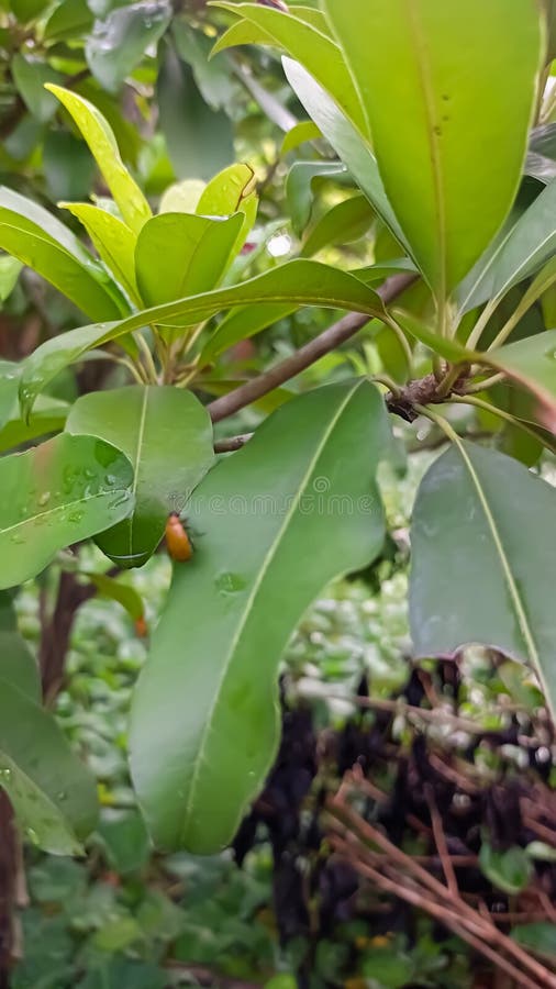 Insectos En Una Hoja Con Gotas De Agua Imagen de archivo - Imagen de ...