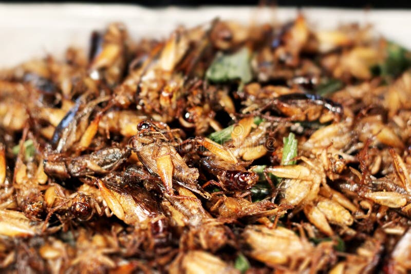 Insectos fritos foto de archivo. Imagen de exotismo, foco - 37668210