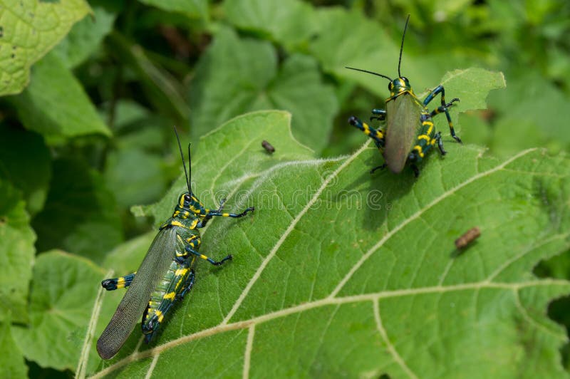 Insectos hermosos imagen de archivo. Imagen de insectos - 117389761