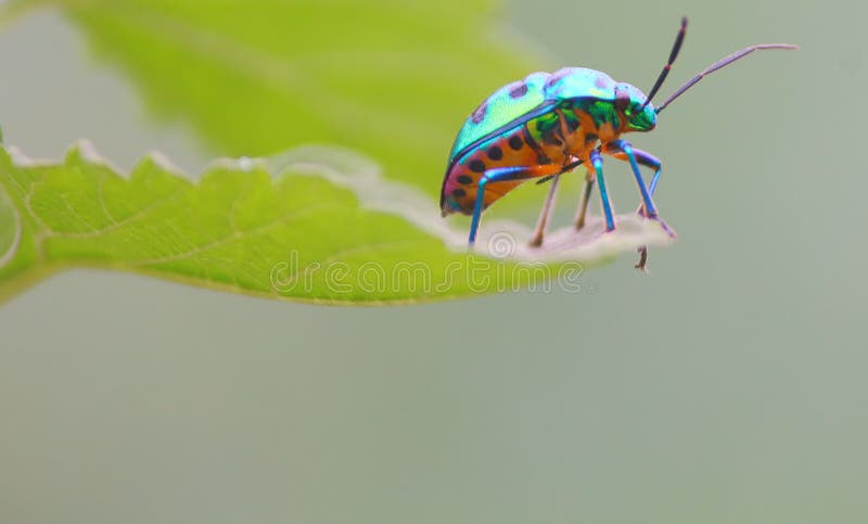 Insectos Hermosos En La Hoja Foto de archivo - Imagen de hermoso, verde ...