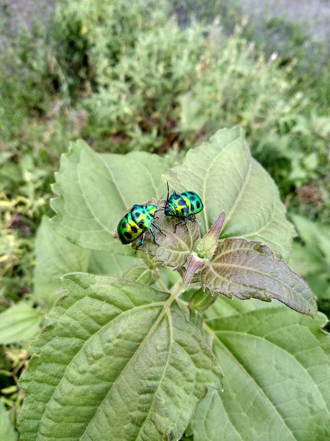 Insectos Hermosos Que Hacen El Amor Imagen de archivo - Imagen de ...