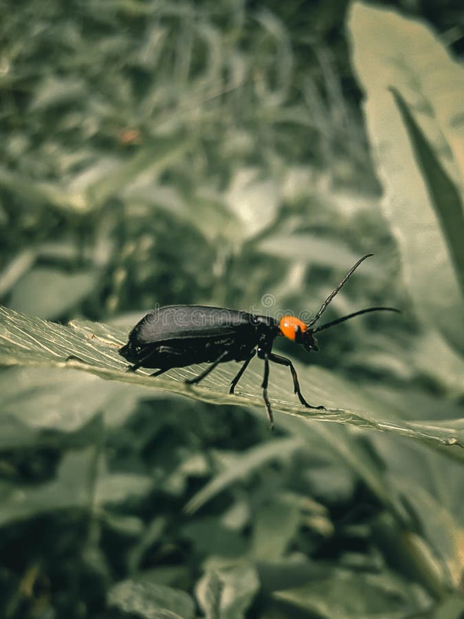 Insectos hermosos y raros imagen de archivo. Imagen de micro - 221915333