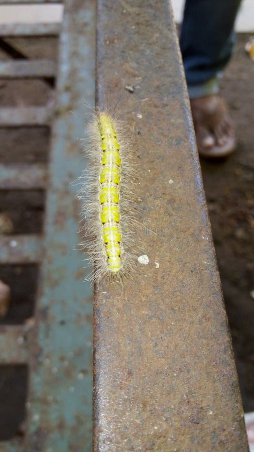 Insectos Kusarunda Kokan Maharashtra India Foto de archivo - Imagen de ...