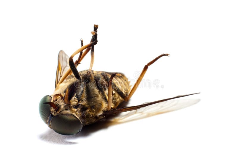 Insectos muertos 4 foto de archivo. Imagen de aislado - 14939066