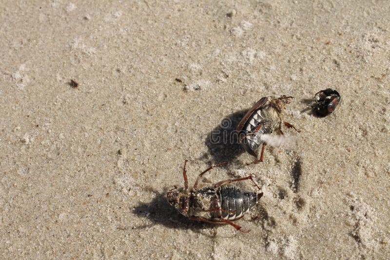 Los Insectos Muertos Salpicaron En El Parabrisas De Un Coche Foto de ...