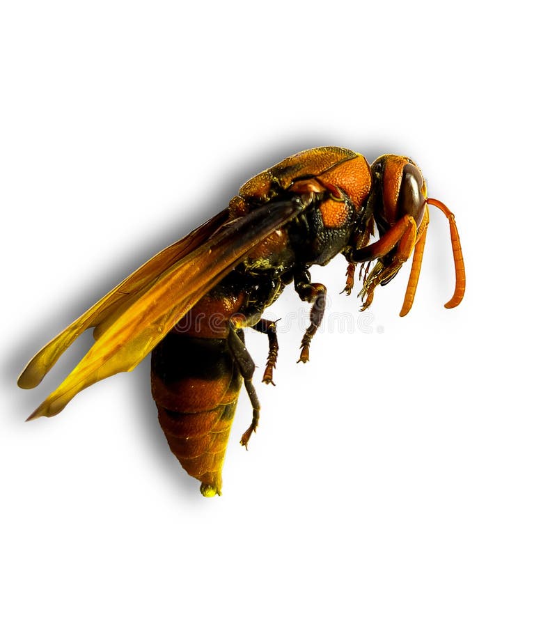 Insectos Muertos Muertos En Un Fondo Blanco Foto de archivo - Imagen de ...