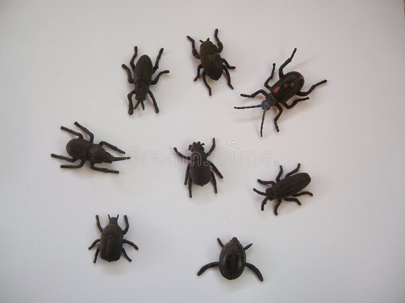 Insectos Negros Junto En Amor Imagen de archivo - Imagen de gris, negro ...