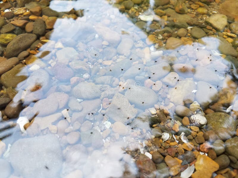 Insectos Negros Que Flotan En El Agua Foto de archivo - Imagen de ...