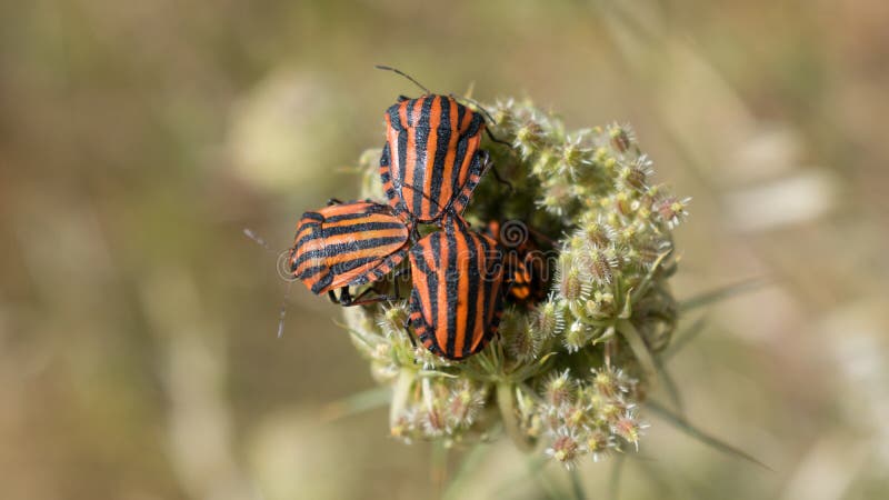 Insectos Negros Y Rojos Fotos - Libres de Derechos y Gratuitas de ...