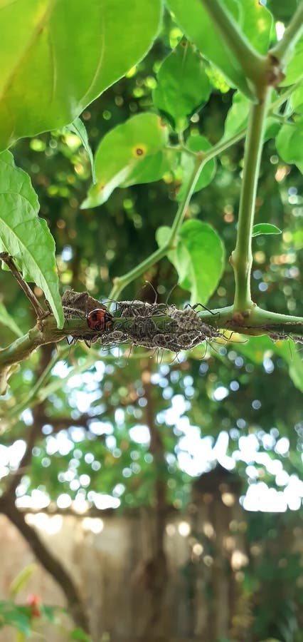 Insectos Pequeños En Plantas Imagen de archivo - Imagen de verde ...