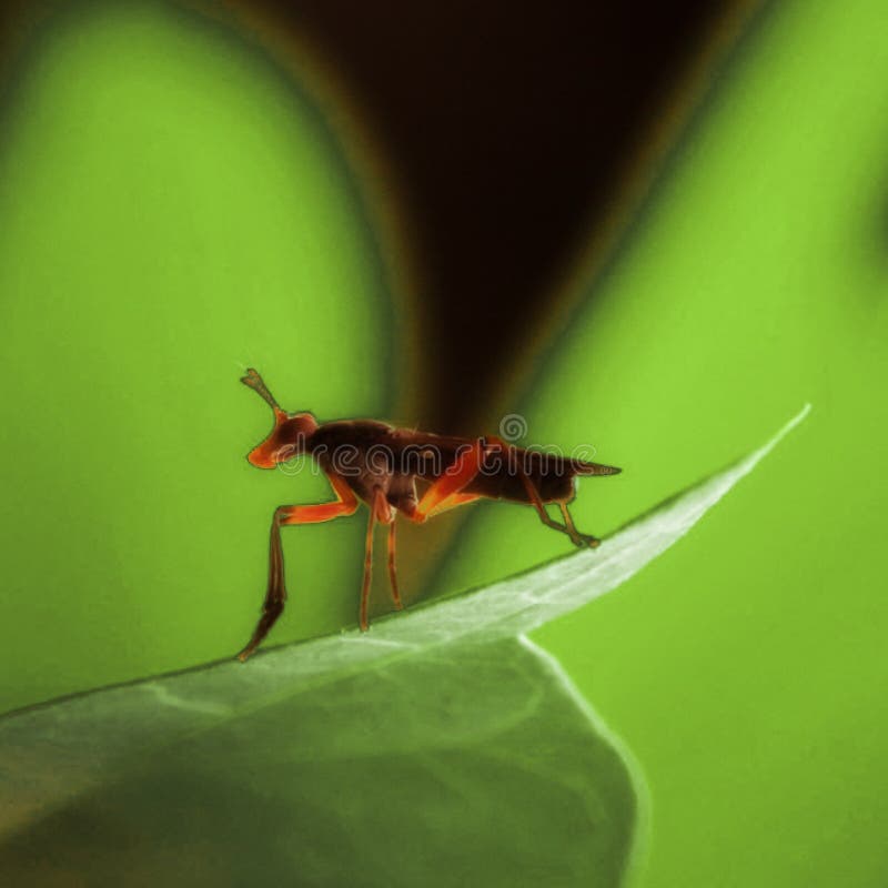 Pequeños Insectos En El Jardín Foto de archivo - Imagen de macro ...