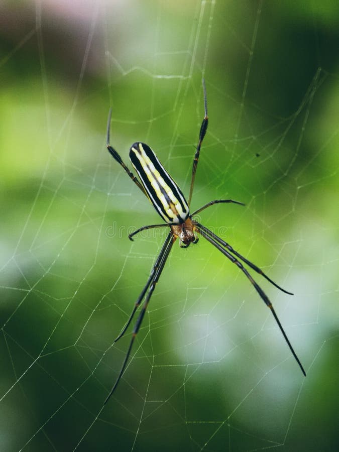 Insectos Pequeños Sobre Hojas Verdes Imagen de archivo - Imagen de ...
