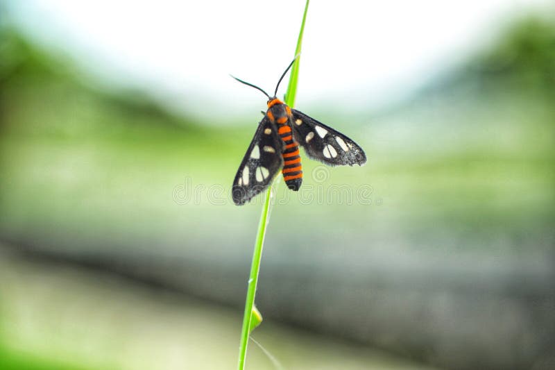 Insectos a Punto De Salir De Sus Capullos? Imagen de archivo - Imagen ...