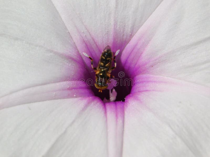 Insectos Recogiendo Flores De Las Flores Imagen de archivo - Imagen de ...