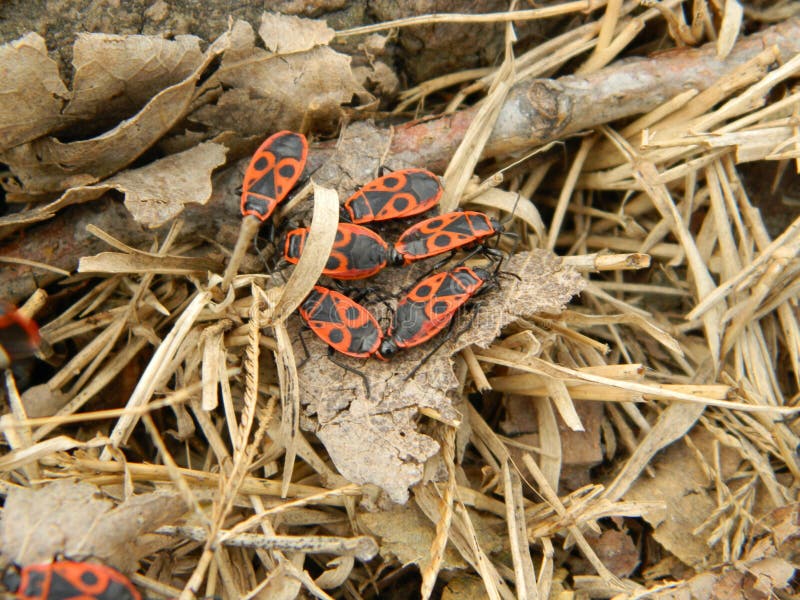 Insectos rojos y negros foto de archivo. Imagen de bugs - 62450790