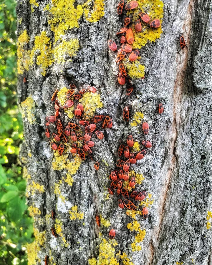 Insectos rojos foto de archivo. Imagen de bosques, fondo - 72875962