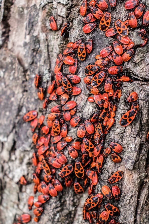 3 Insectos Rojos Fotos De Stock - Download 835 Fotos Libres de Derechos