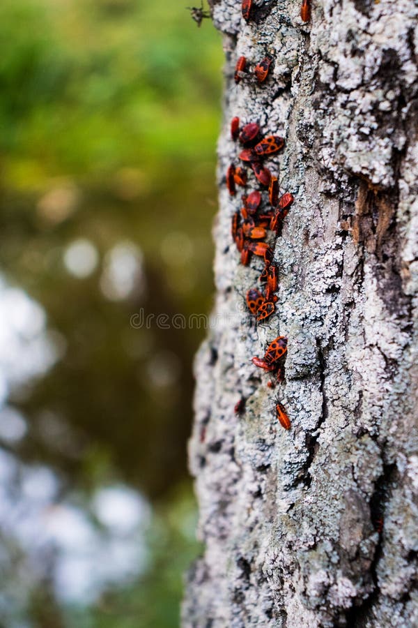 Insectos rojos imagen de archivo. Imagen de insectos - 128418255