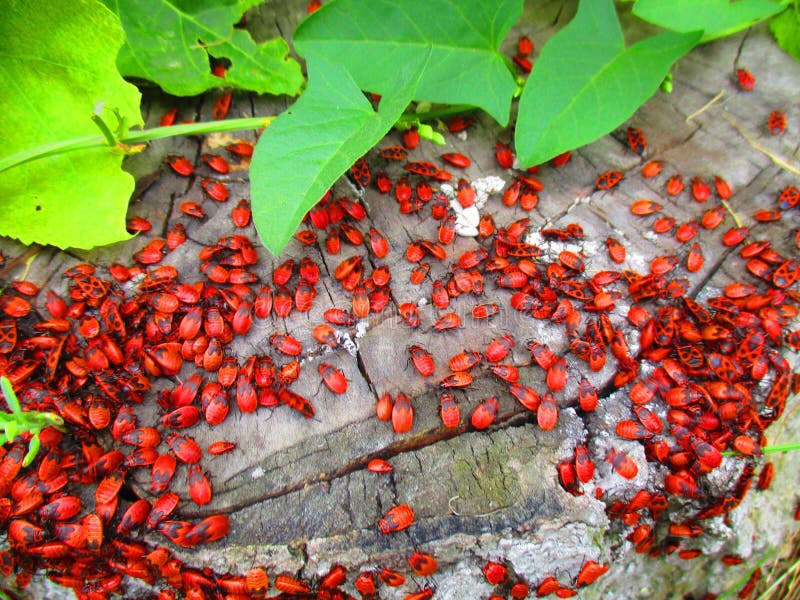 Insectos rojos foto de archivo. Imagen de bosque, bicho - 72875962