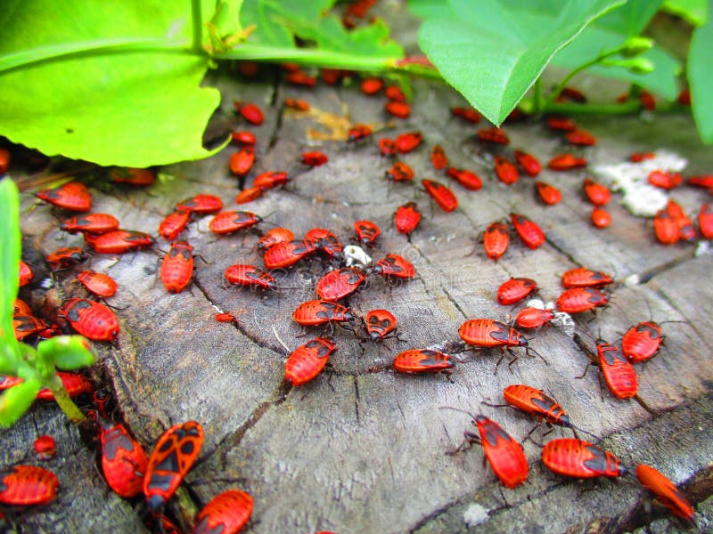 Insectos rojos foto de archivo. Imagen de bosque, bicho - 72875962