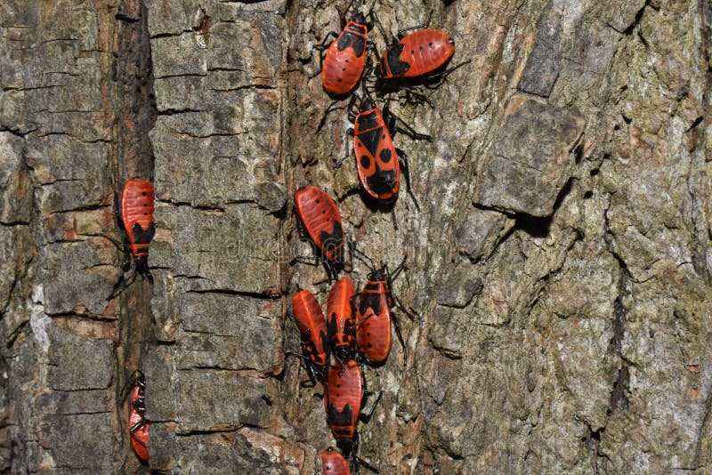 Insectos rojos foto de archivo. Imagen de bosques, fondo - 72875962