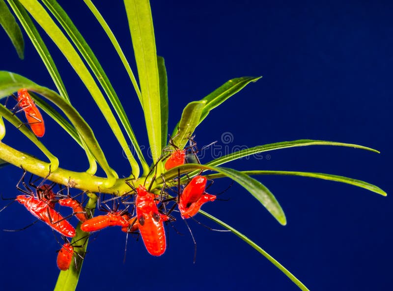 Insectos Rojos En Las Hojas Verdes Imagen. Imagen: 83017391