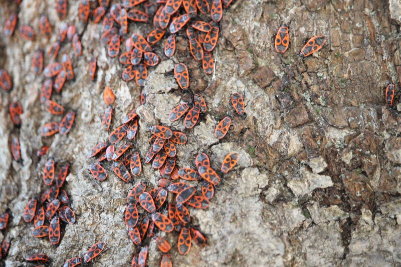 Insectos rojos y negros imagen de archivo. Imagen de america - 55821157
