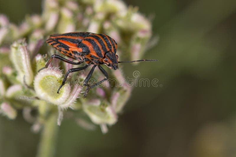 Insectos Rojos Y Negros Del Beatle Imagen de archivo - Imagen de hoja ...