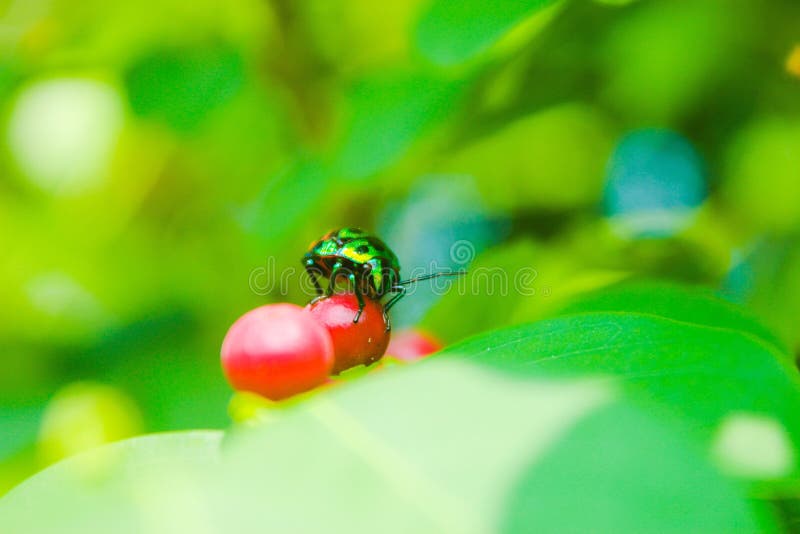 Insectos Verdes Comiendo Frutas Rojas Imagen de archivo - Imagen de ...