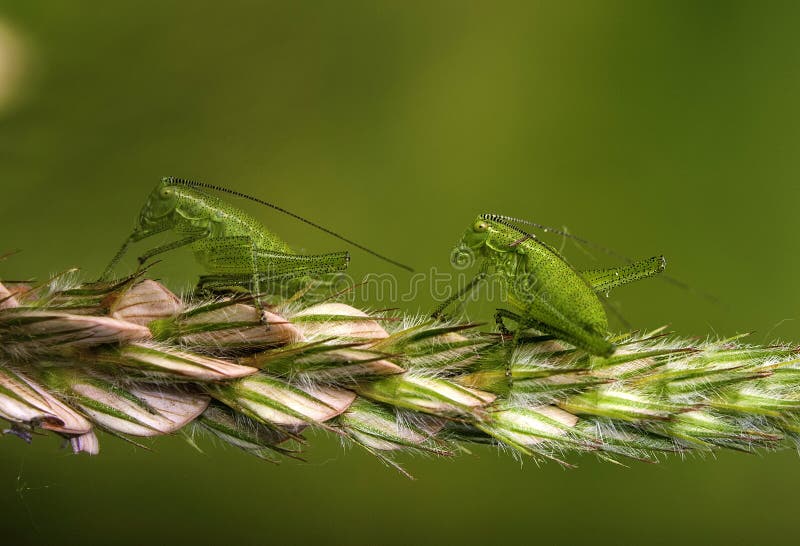 Insectos Verdes En La Planta Imagen de archivo - Imagen de cara, planta ...