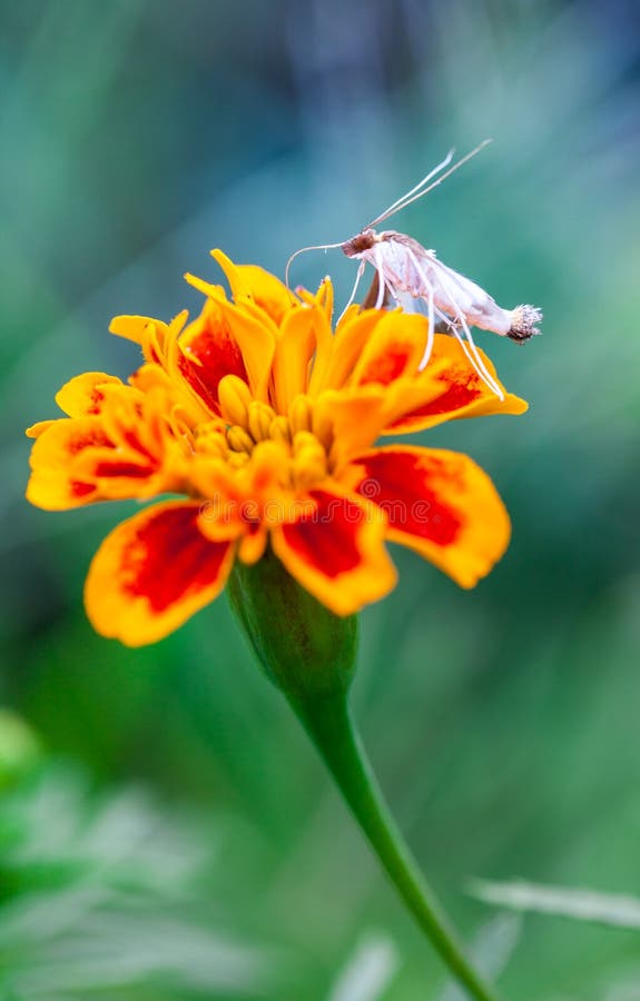 Flores e insectos foto de archivo. Imagen de insectos - 10408792