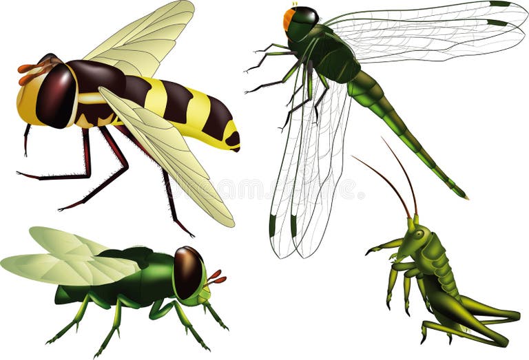 Insects Leg Stock Illustrations – 907 Insects Leg Stock Illustrations ...