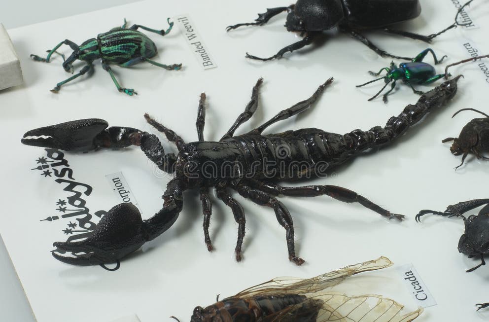 Insects stock image. Image of injecting, black, claw - 14854503