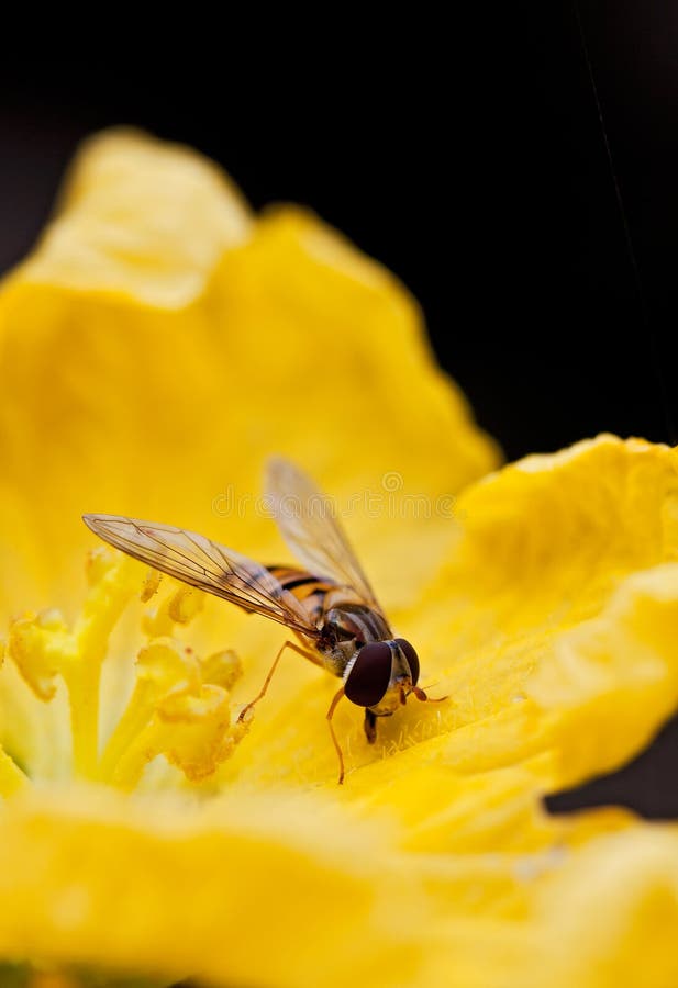 Insects stock photo. Image of eyes, smile, background - 16368862