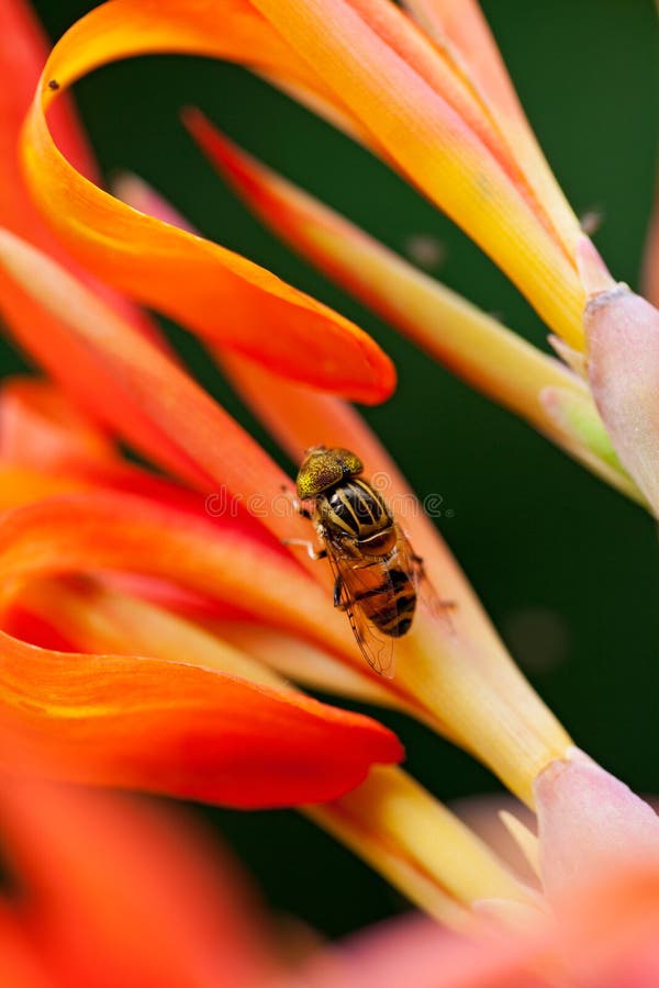 Insects stock photo. Image of color, smile, yellow, eyes - 16368900
