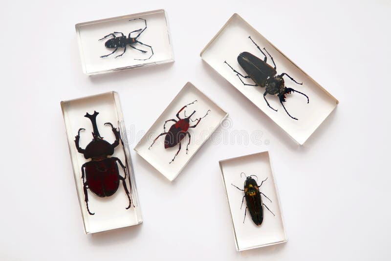 Insects stock photo. Image of entomology, group, insect - 20759178