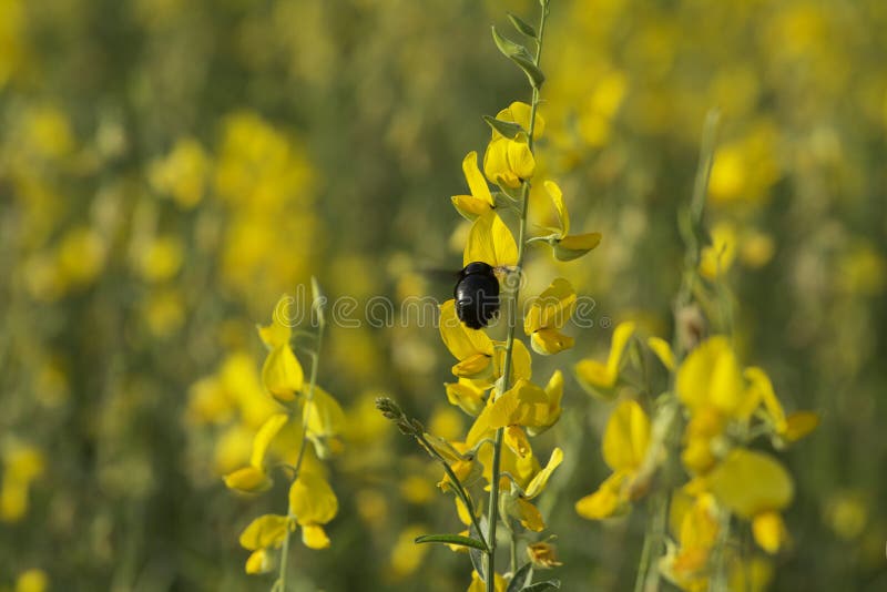 Bug. Beetle. Sunn Pest. Insect. Eurygaster Integriceps. Pest of Cereal ...
