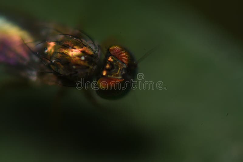 Top Angle Fly Eye Garden Fly Stock Photo - Image of side, pose: 212025304