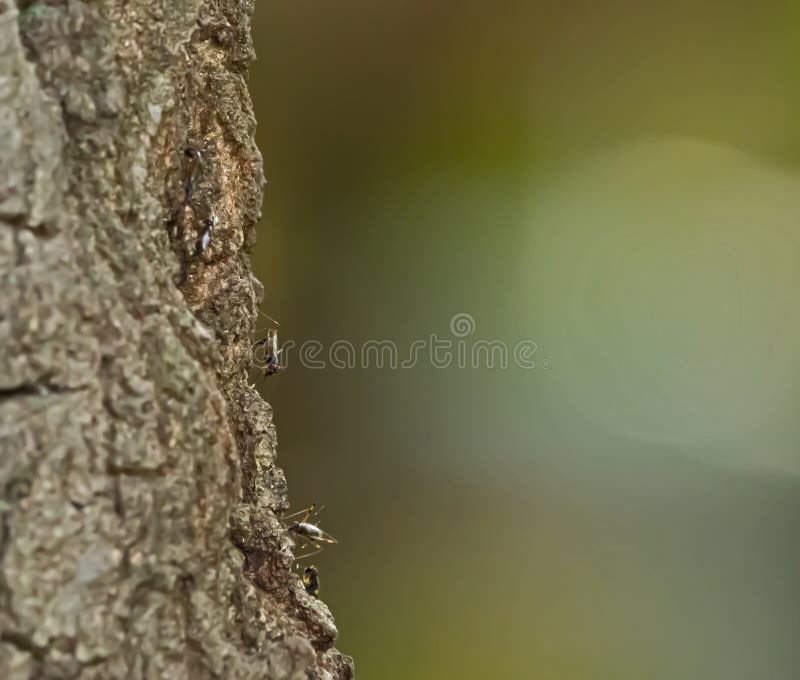 Insects on bark of tree stock image. Image of bark, background - 190489023