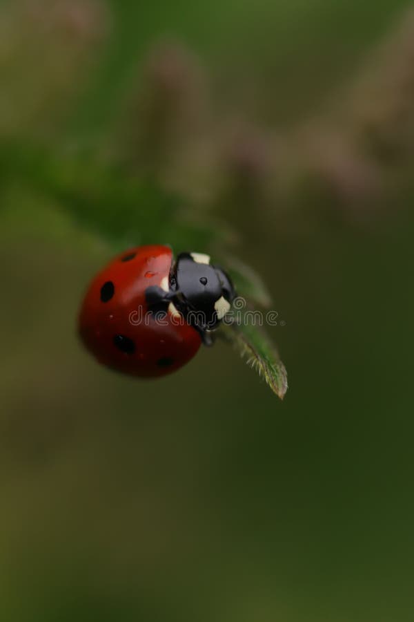 Insects Basking in the Summer Sun Stock Image - Image of lush, antennas ...