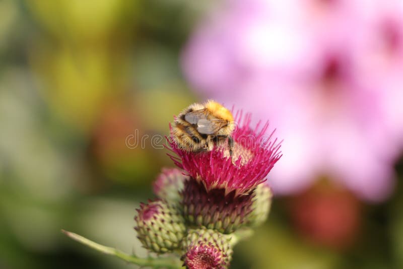 Insects Basking in the Summer Sun Stock Photo - Image of protected ...
