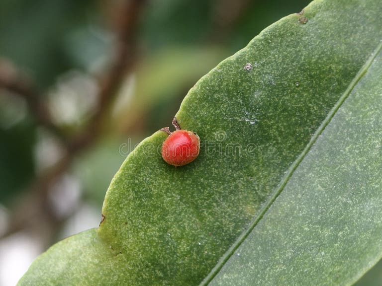 Insects stock image. Image of cherry, ladybug, guardian - 58438867