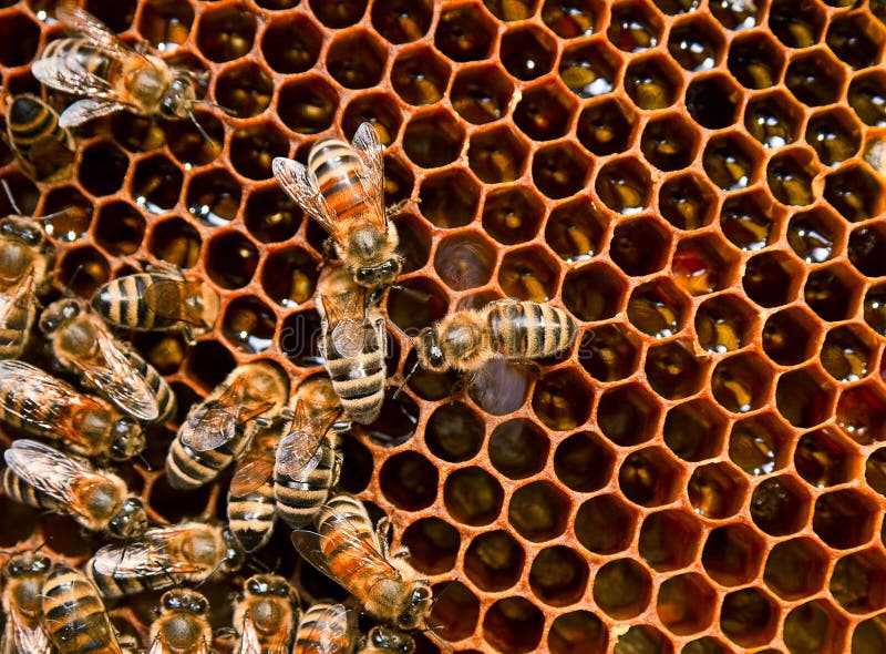 Insects bee working stock photo. Image of details, closeup - 21887832