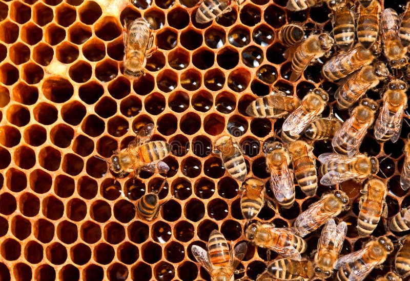 Insects bee working stock image. Image of cell, apiculture - 21721367